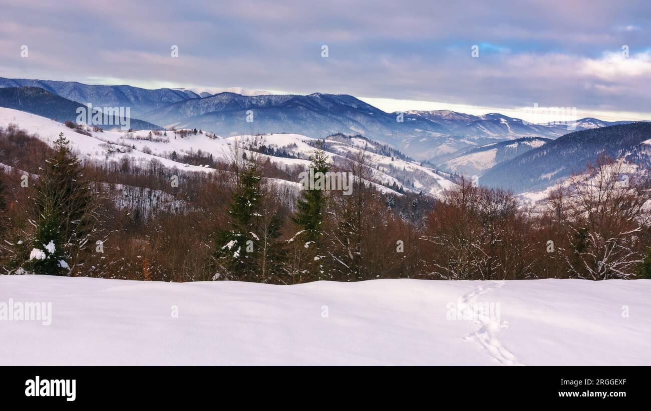 forested hills of carpathian countryside in winter. trees on snow ...