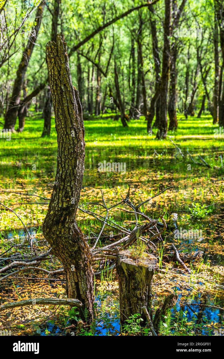 A broken willow trunk and one cut in the marsh near Lake Barrea ...
