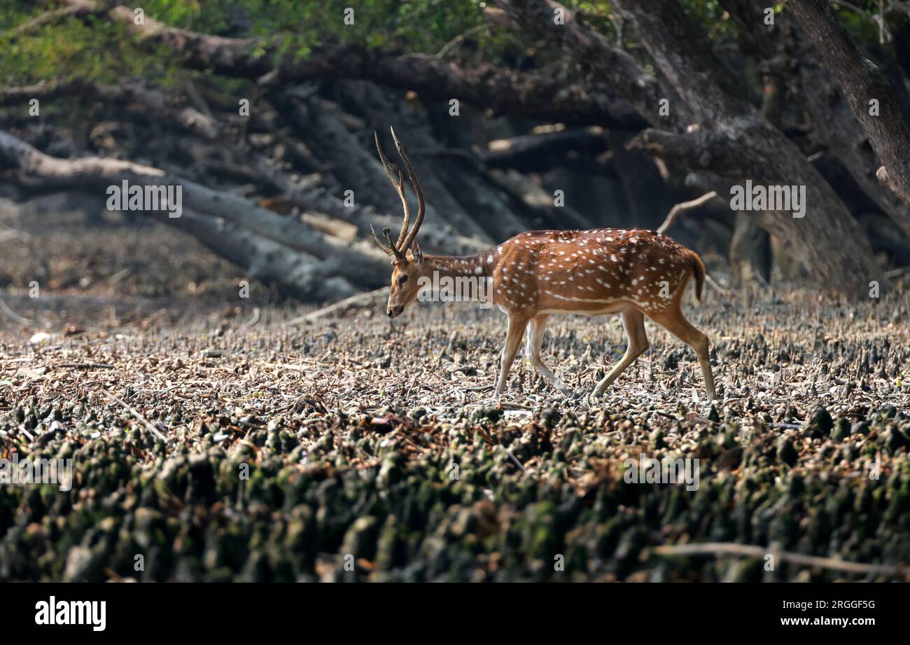 Spotted deer or chital is the most common deer species in Indian ...