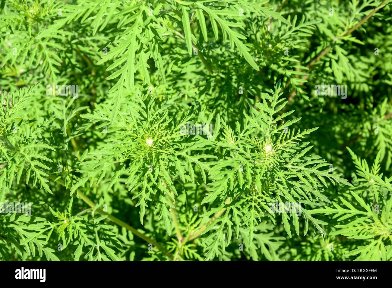 American common ragweed, full frame. Dangerous plant. Ambrosia shrubs ...