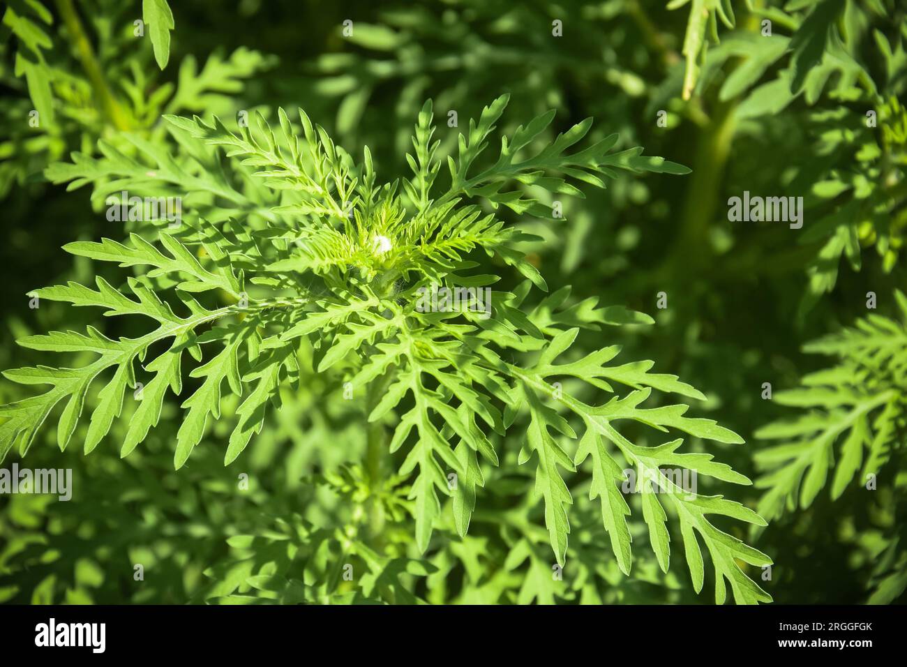 American common ragweed, full frame. Dangerous plant. Ambrosia shrubs ...