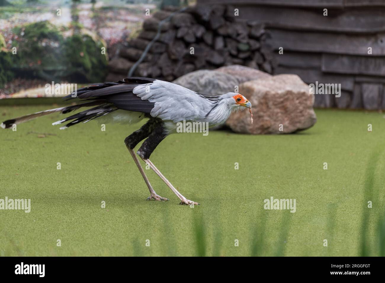 Secretary Bird, Sagittarius serpentarius, a large, mostly terrestrial ...