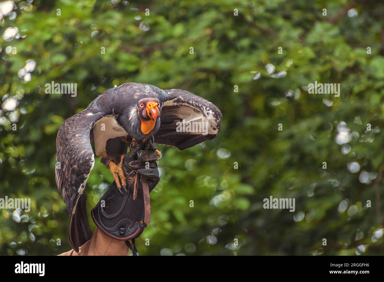 King vulture, Sarcoramphus papa, a large bird found in Central and ...
