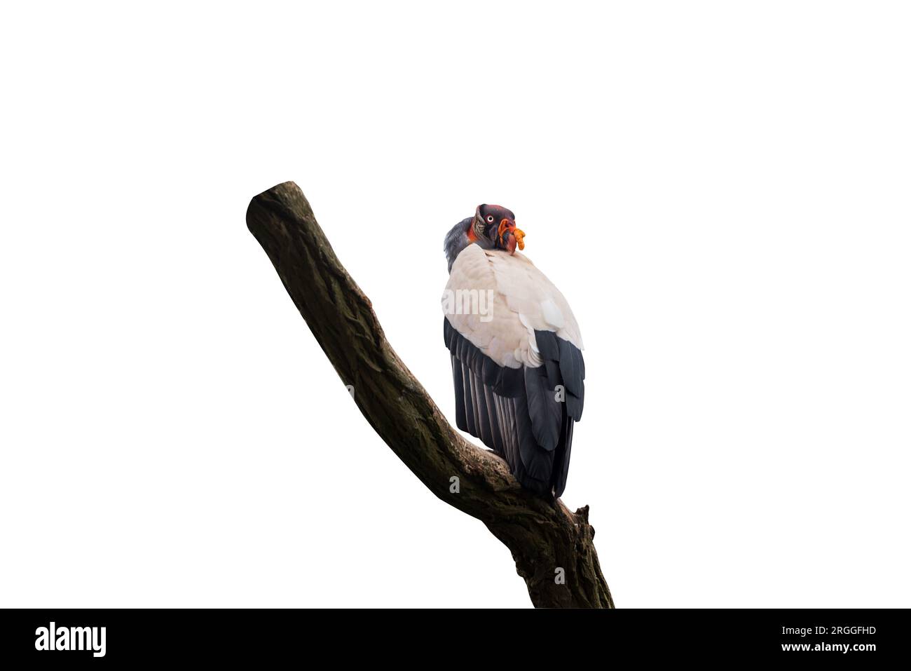 The king vulture, Sarcoramphus papa, is a large bird native to Central ...