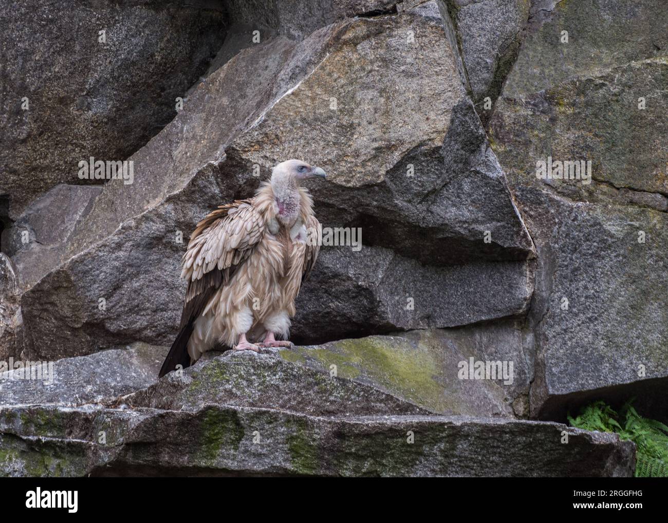 Himalayan vulture, Gyps himalayensis, Himalayan griffon vulture, an Old ...