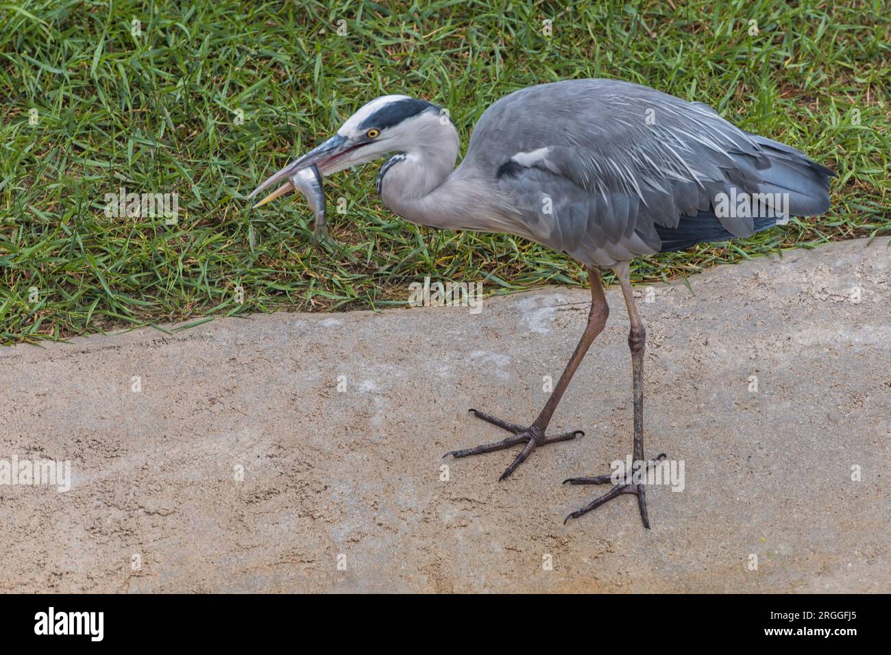 The gray heron, Ardea cinerea, is a long-legged wading bird with a fish ...