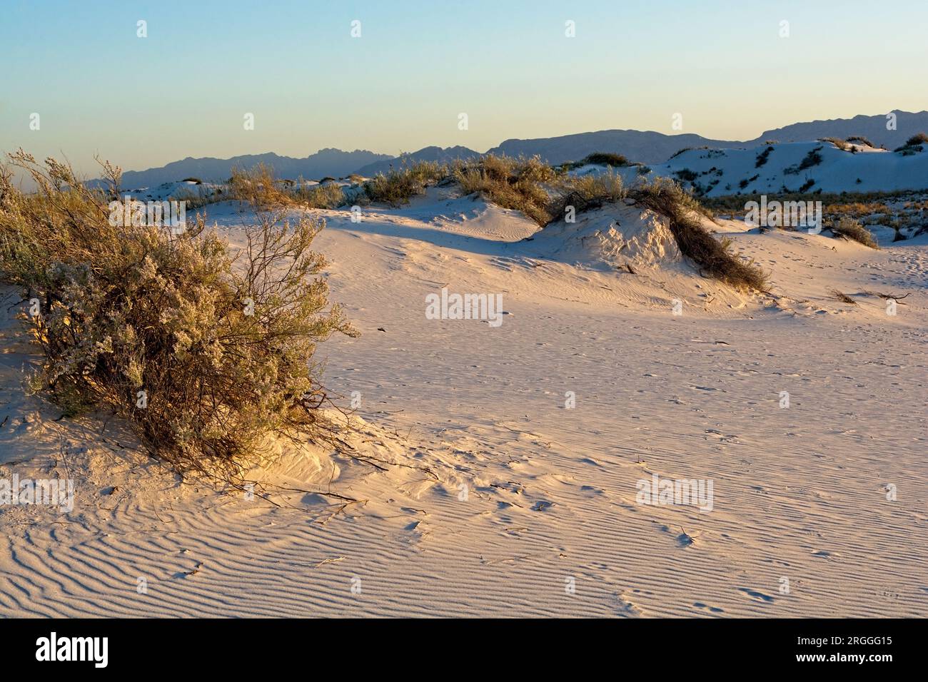 Creosote bush hold on to wind swept gypsum sand dunes in White Sands ...