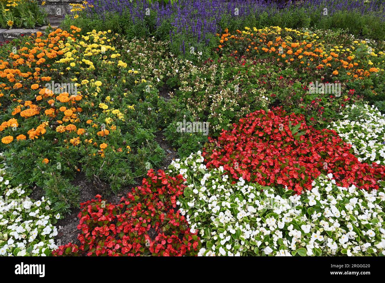 Cologne, Germany. 09th Aug, 2023. Flower bed with colorful flowers ...