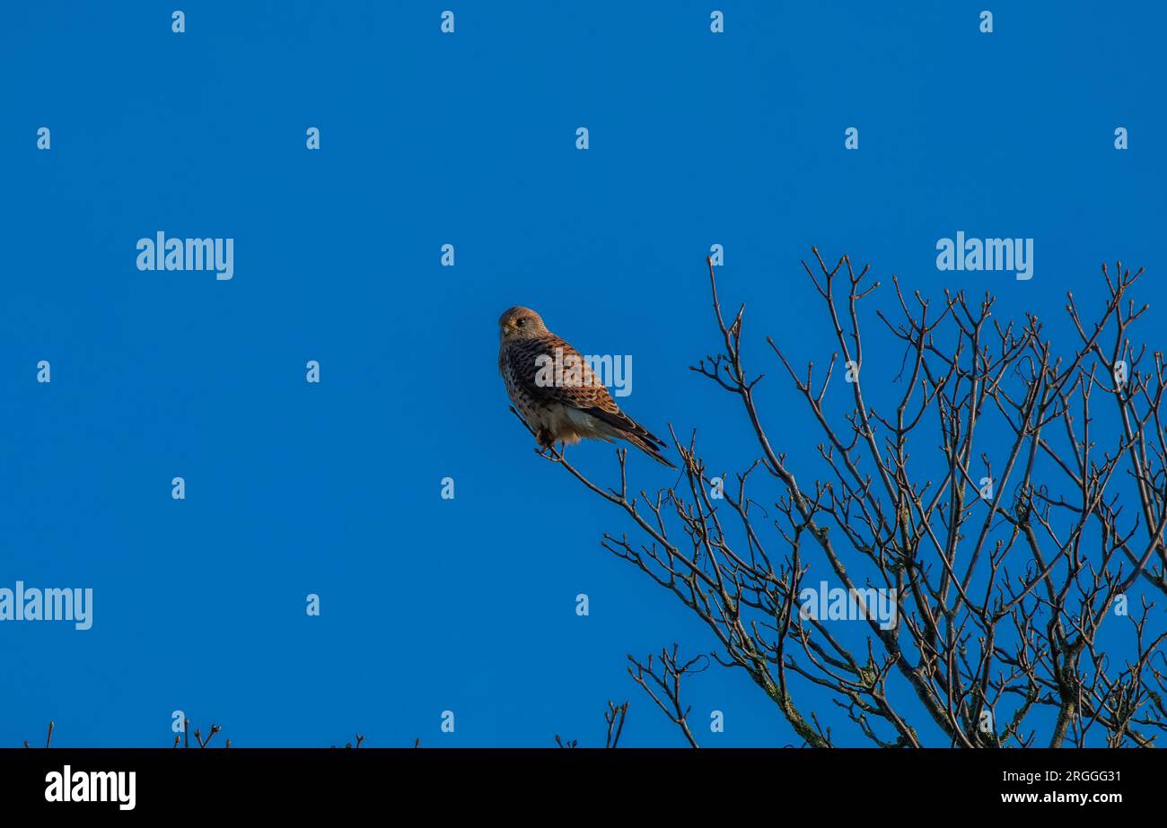 Kestrel enhanced nr jp hi-res stock photography and images - Alamy