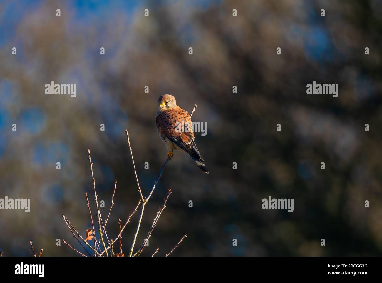 Kestrel enhanced nr jp hi-res stock photography and images - Alamy