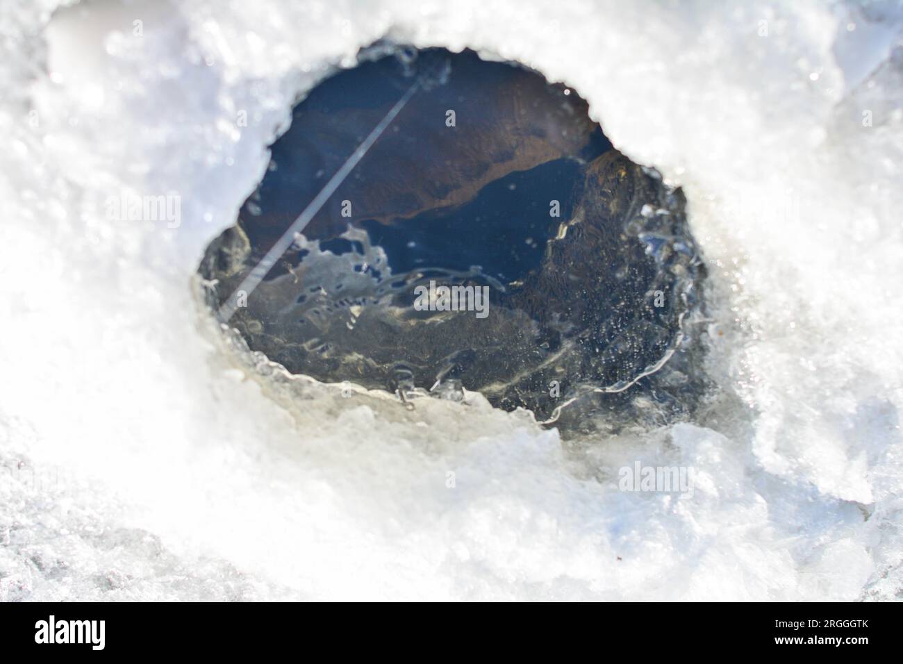 Big family fish in hi-res stock photography and images - Alamy