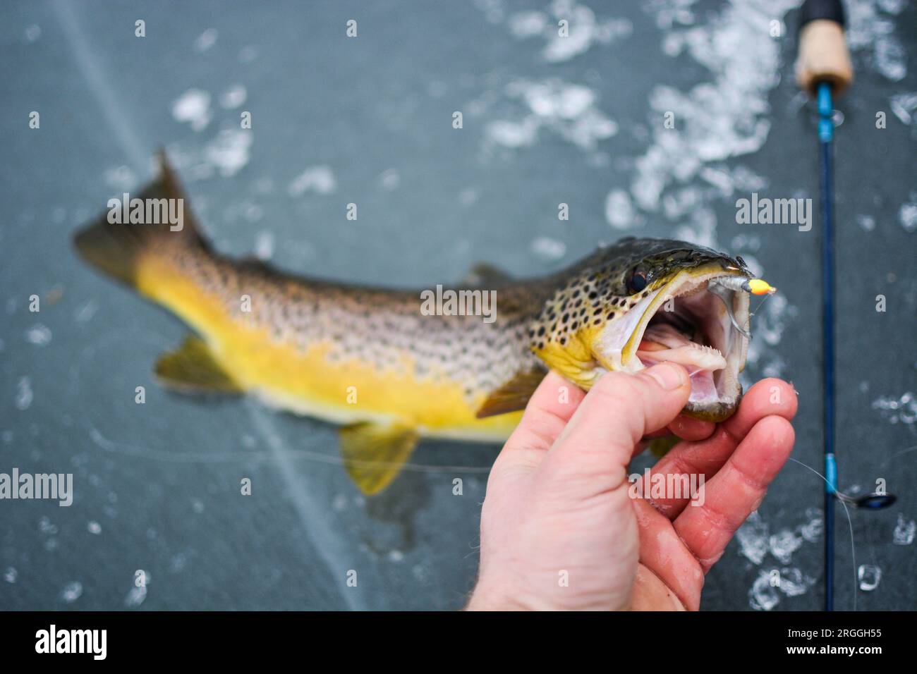 Brown trout fish hi-res stock photography and images - Alamy