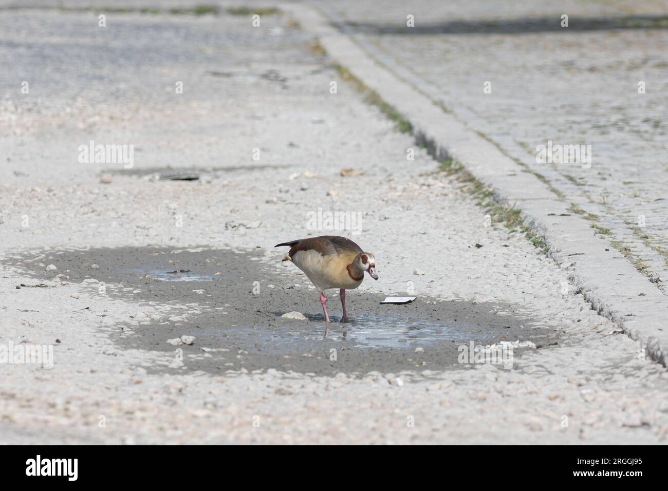 Puddle on alley street hi-res stock photography and images - Alamy
