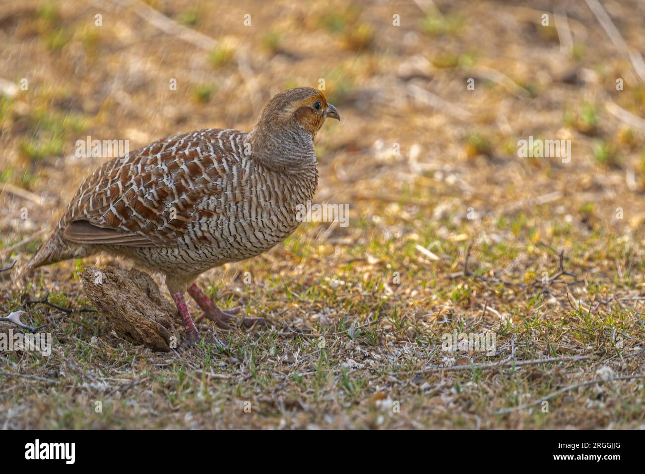 Pheasant in shade hi-res stock photography and images - Alamy