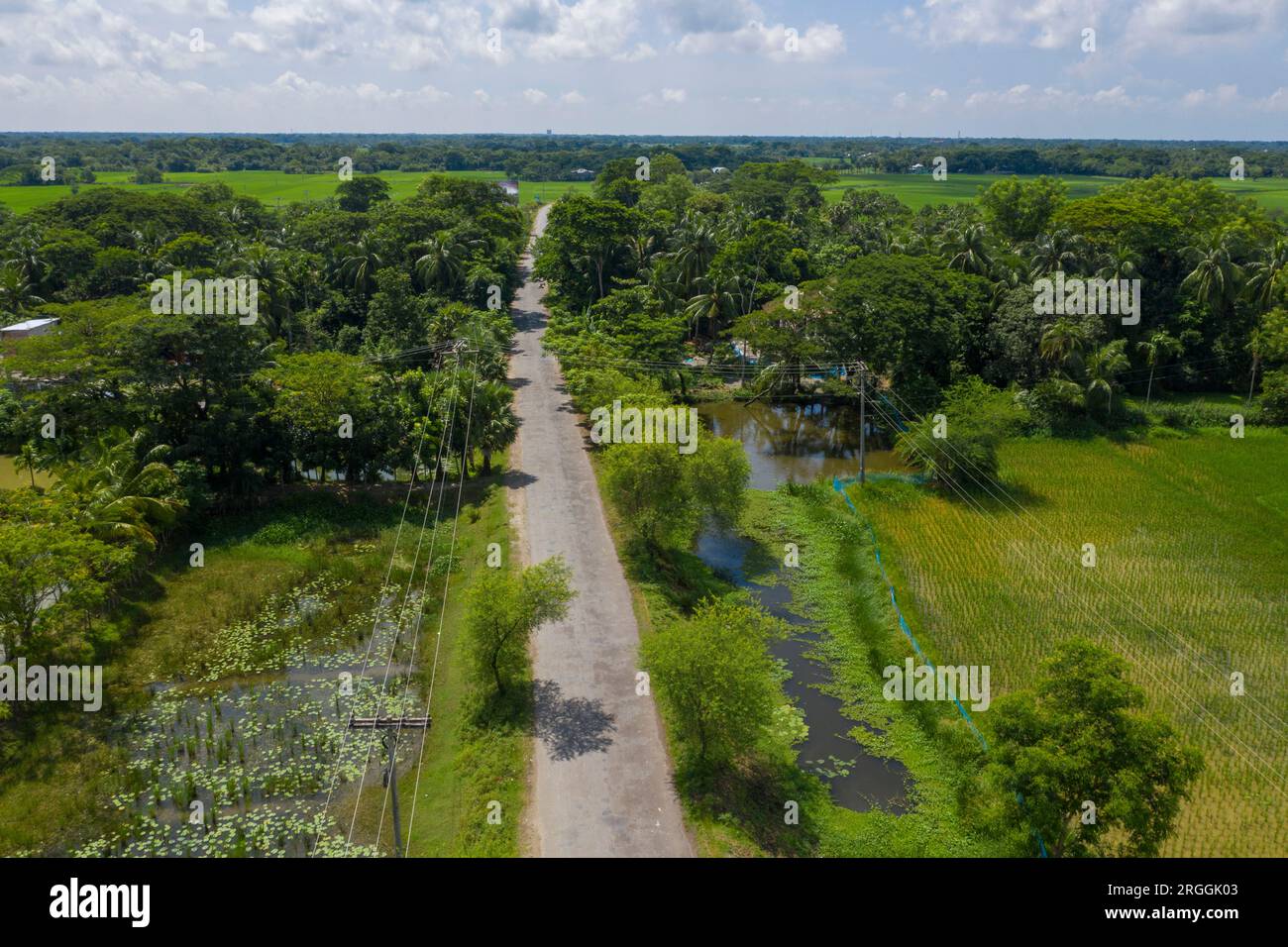 Aerial view of a village road through green paddy field at Patuahali in ...