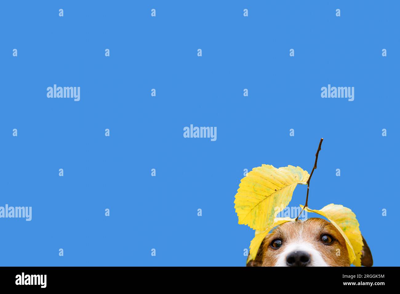 Love and enjoy Autumn season concept with dog hiding under yellow leaves Stock Photo - Alamy