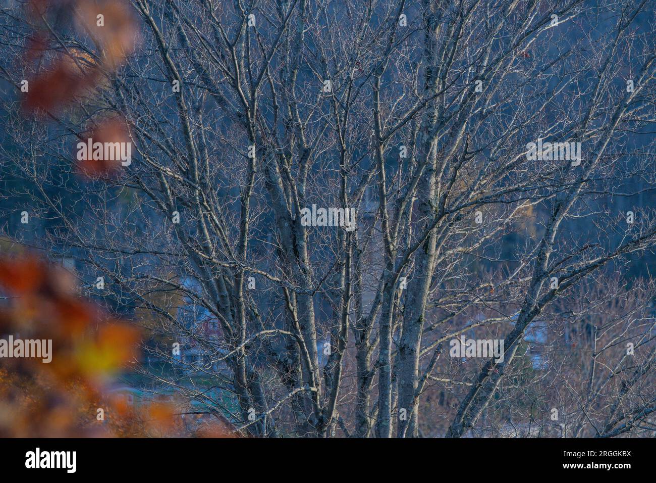 Fall autumn landscape backgrounds copy space Stock Photo - Alamy