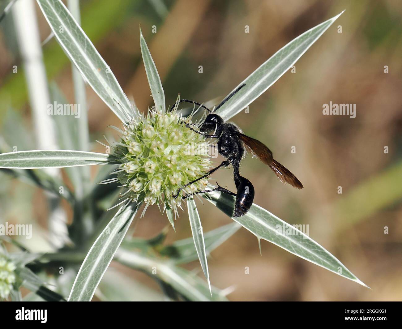 Mexican grass-carrying wasp, Stahlblauer Grillenjäger, Isodontia ...