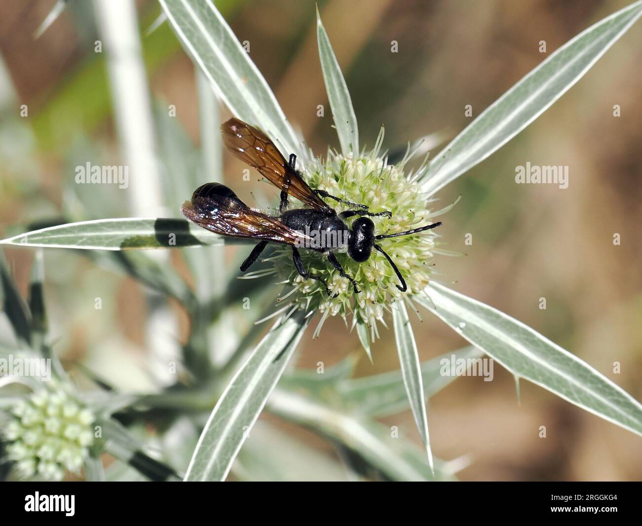 Mexican grass-carrying wasp, Stahlblauer Grillenjäger, Isodontia ...
