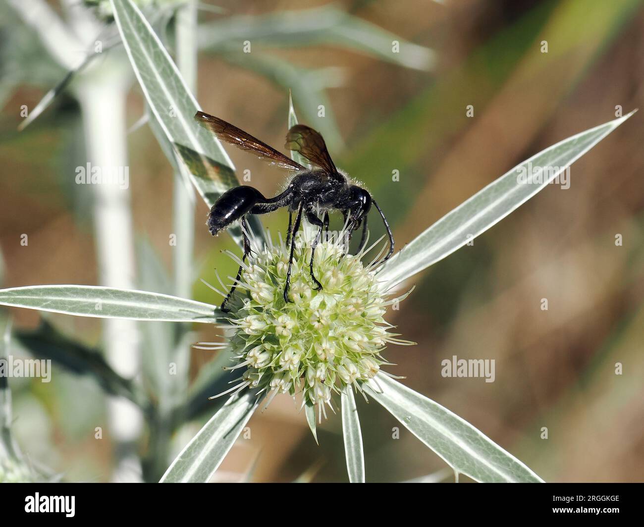 Fauna mexicana hi-res stock photography and images - Alamy