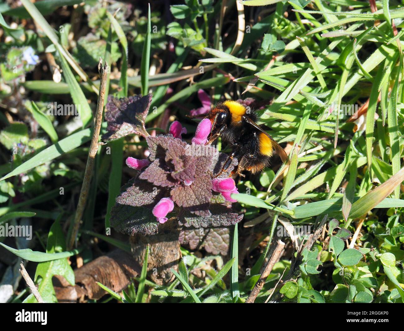 buff-tailed bumblebee or large earth bumblebee, Dunkle Erdhummel ...