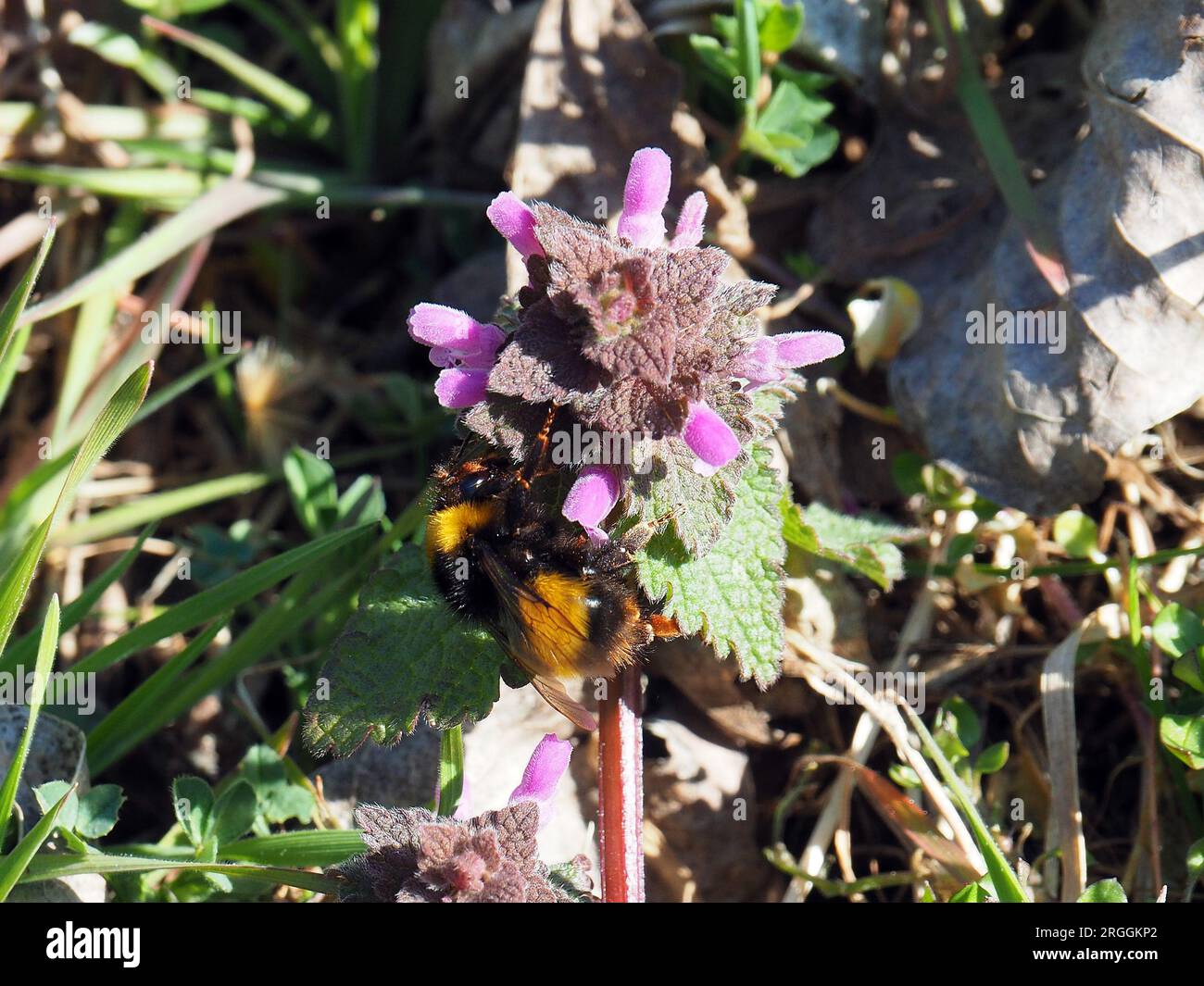 buff-tailed bumblebee or large earth bumblebee, Dunkle Erdhummel ...