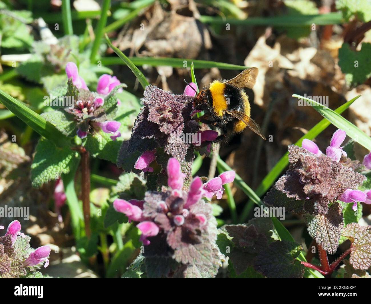 buff-tailed bumblebee or large earth bumblebee, Dunkle Erdhummel ...