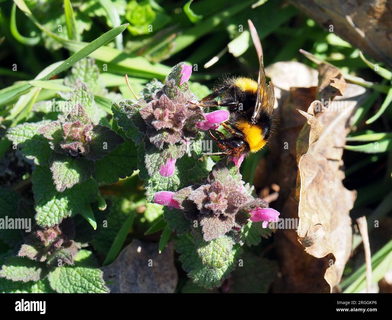buff-tailed bumblebee or large earth bumblebee, Dunkle Erdhummel ...