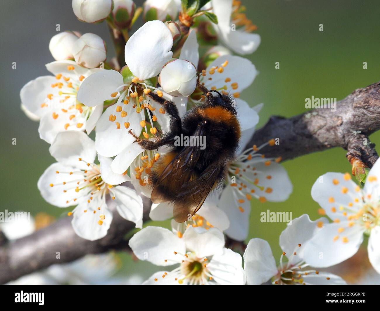 buff-tailed bumblebee or large earth bumblebee, Dunkle Erdhummel ...