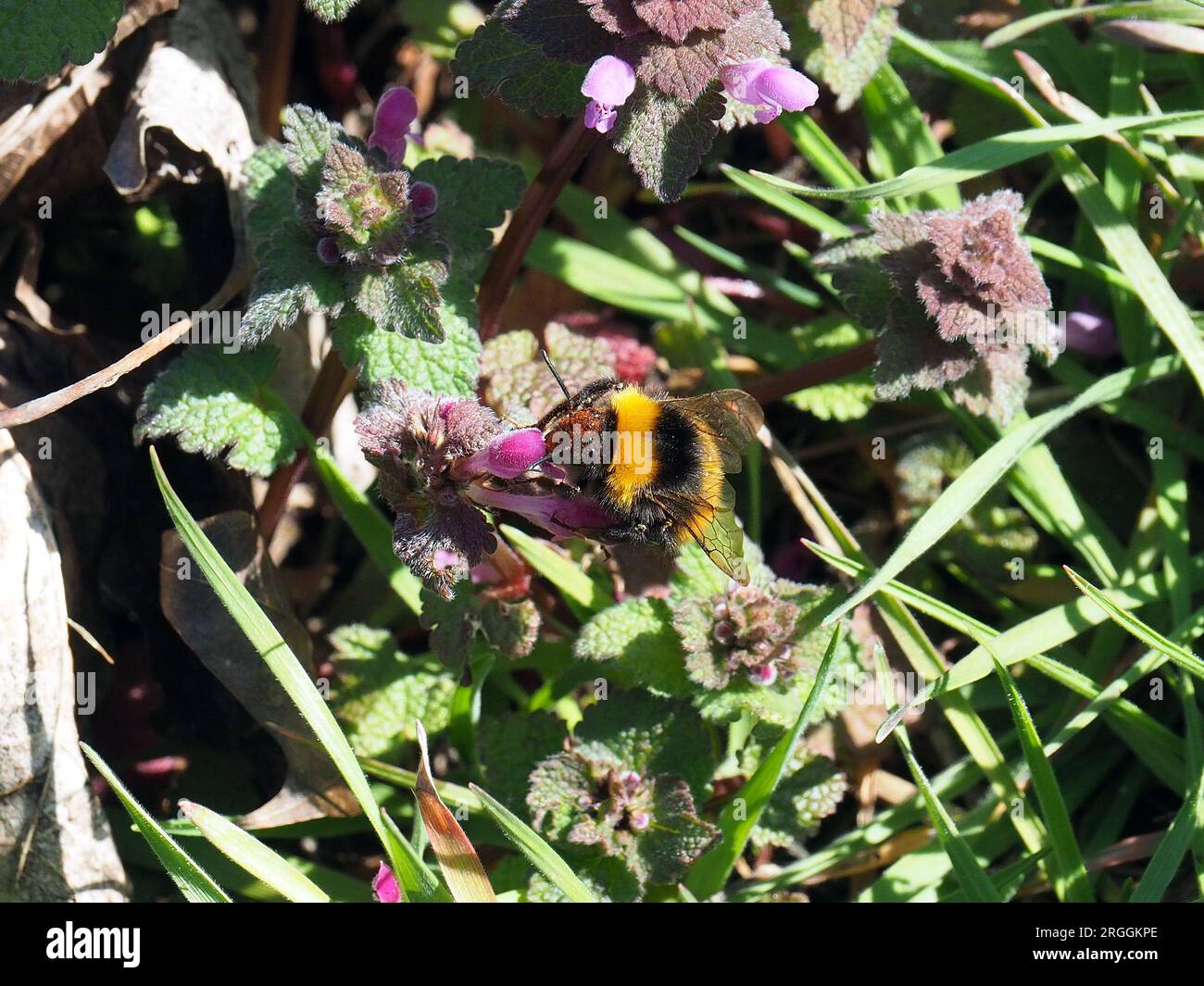 buff-tailed bumblebee or large earth bumblebee, Dunkle Erdhummel ...