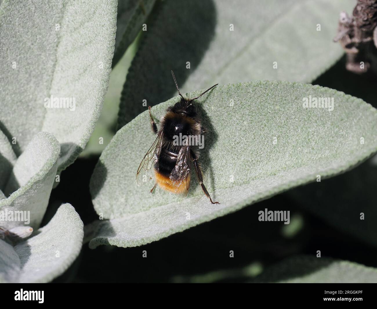 Bombus confusus hi-res stock photography and images - Alamy