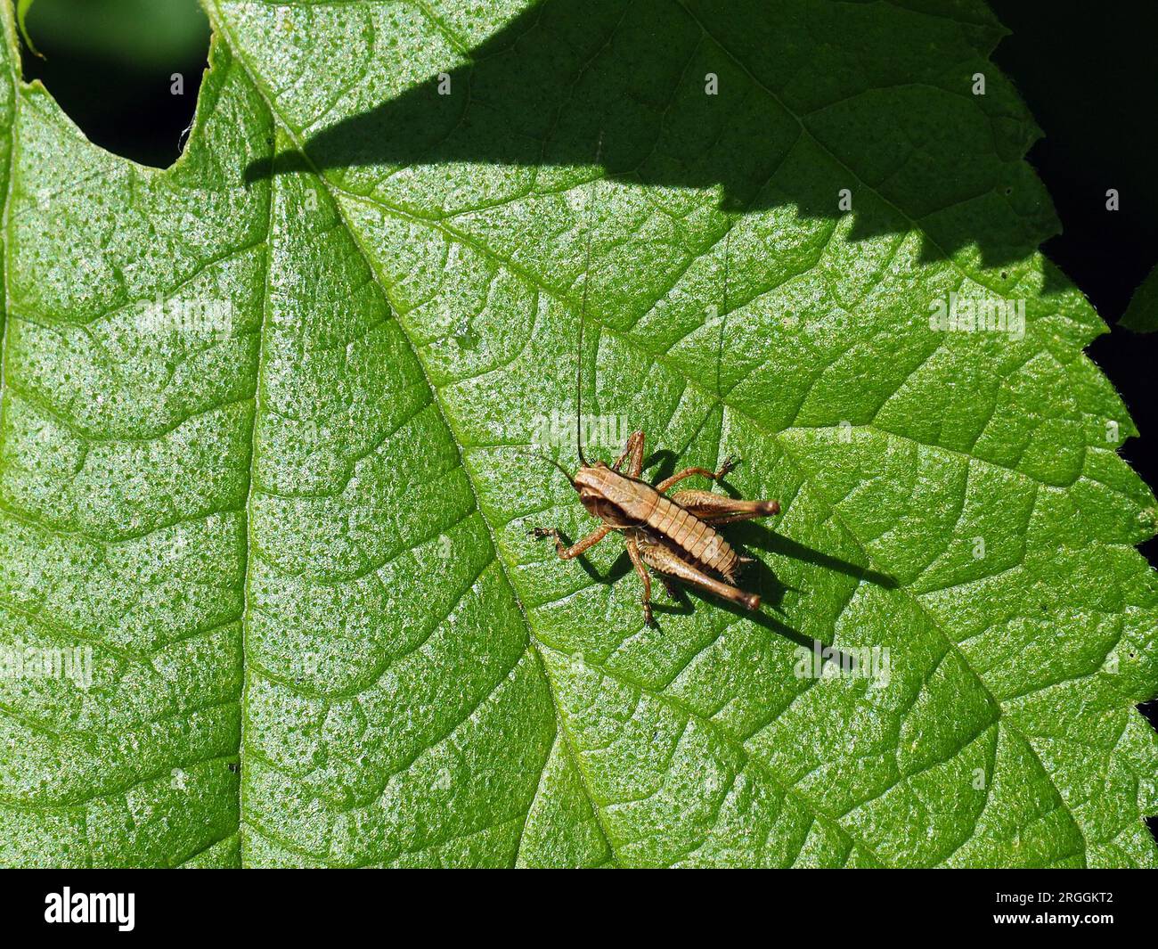 dark bush-cricket, Gemeine Strauchschrecke, decticelle cendrée ... dark bush-cricket, Gemeine Strauchschrecke, decticelle cendrée ...