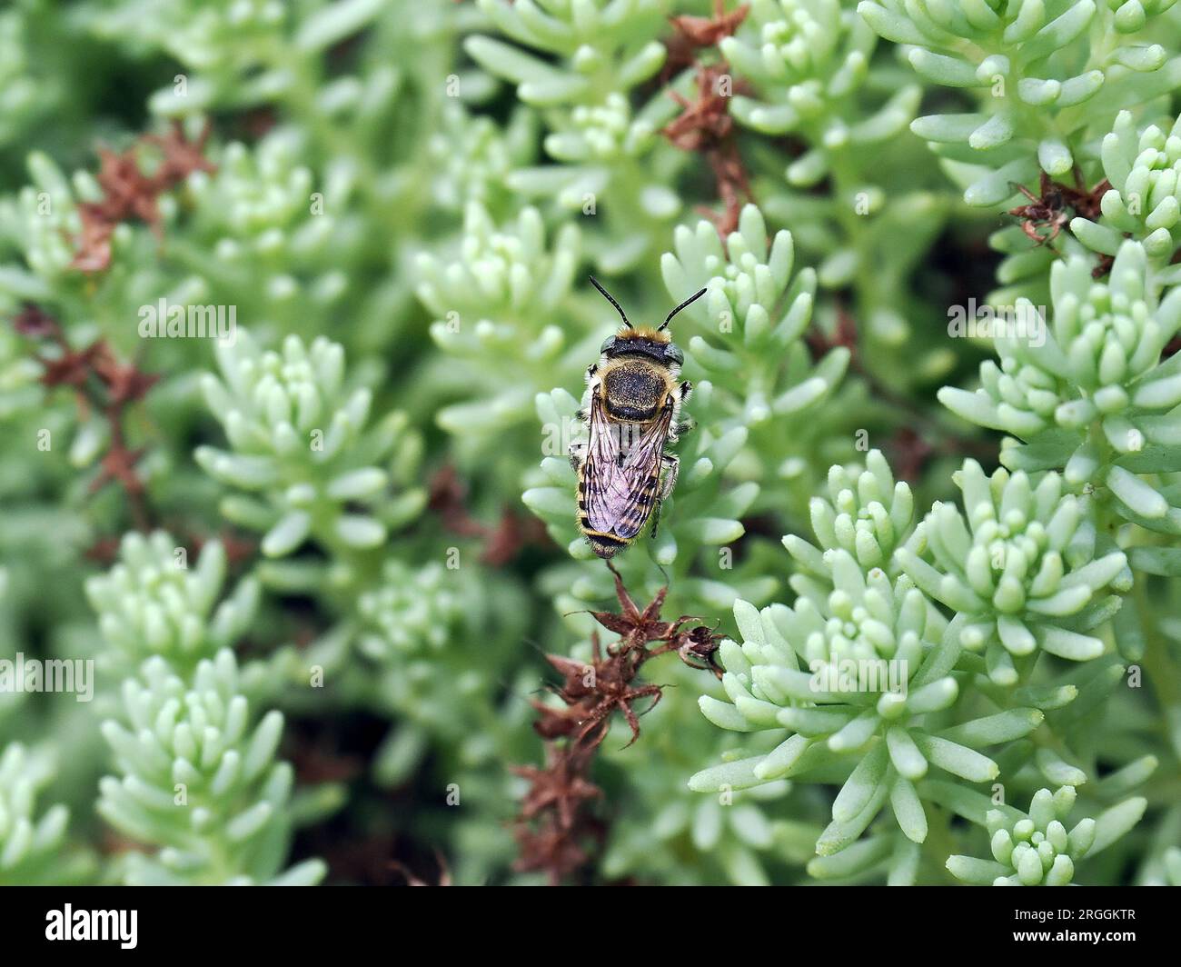 alfalfa leafcutting bee, Megachile rotundata, szabóméh, Budapest ...