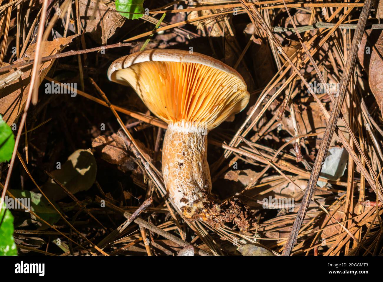 Lactarius deliciosus (Saffron milk cap) mushroom associated with Pinus ...