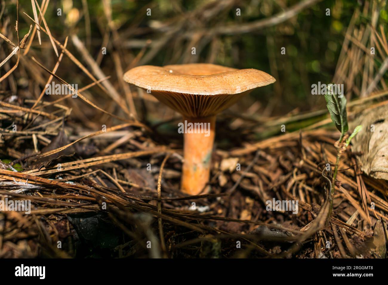 Lactarius deliciosus (Saffron milk cap) mushroom associated with Pinus ...