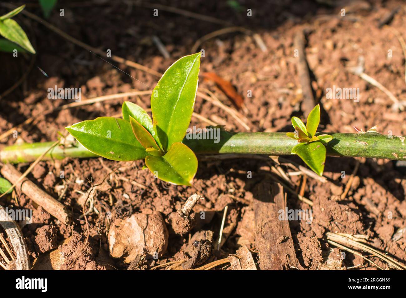 Pereskia Aculeata (Barbados gooseberry) young shoots - easy propagation ...