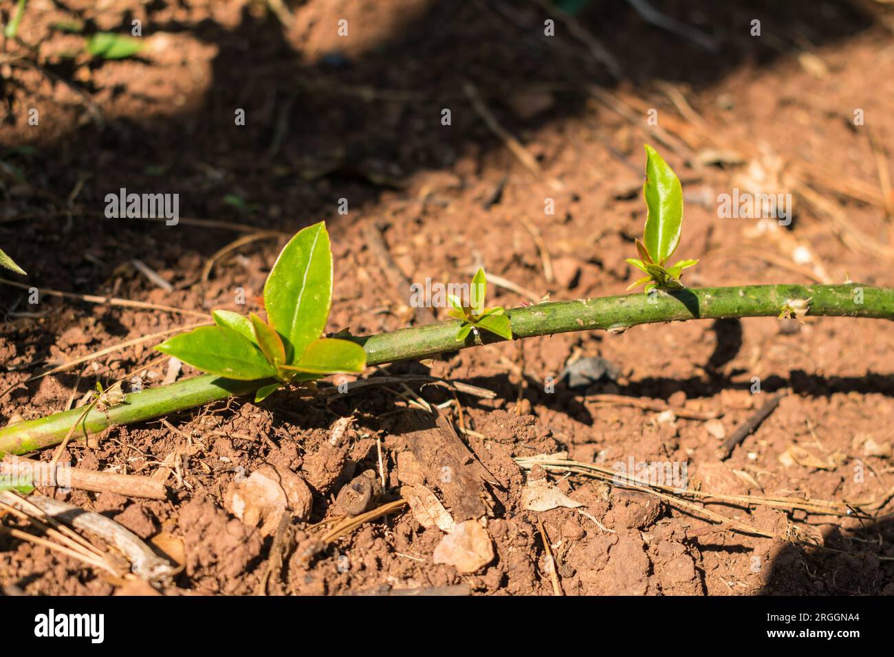 Pereskia Aculeata (Barbados gooseberry) young shoots - easy propagation ...