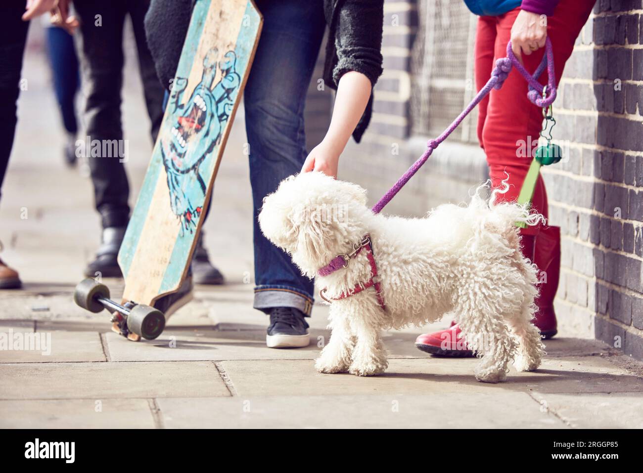 Dogs on lead only hi-res stock photography and images - Alamy