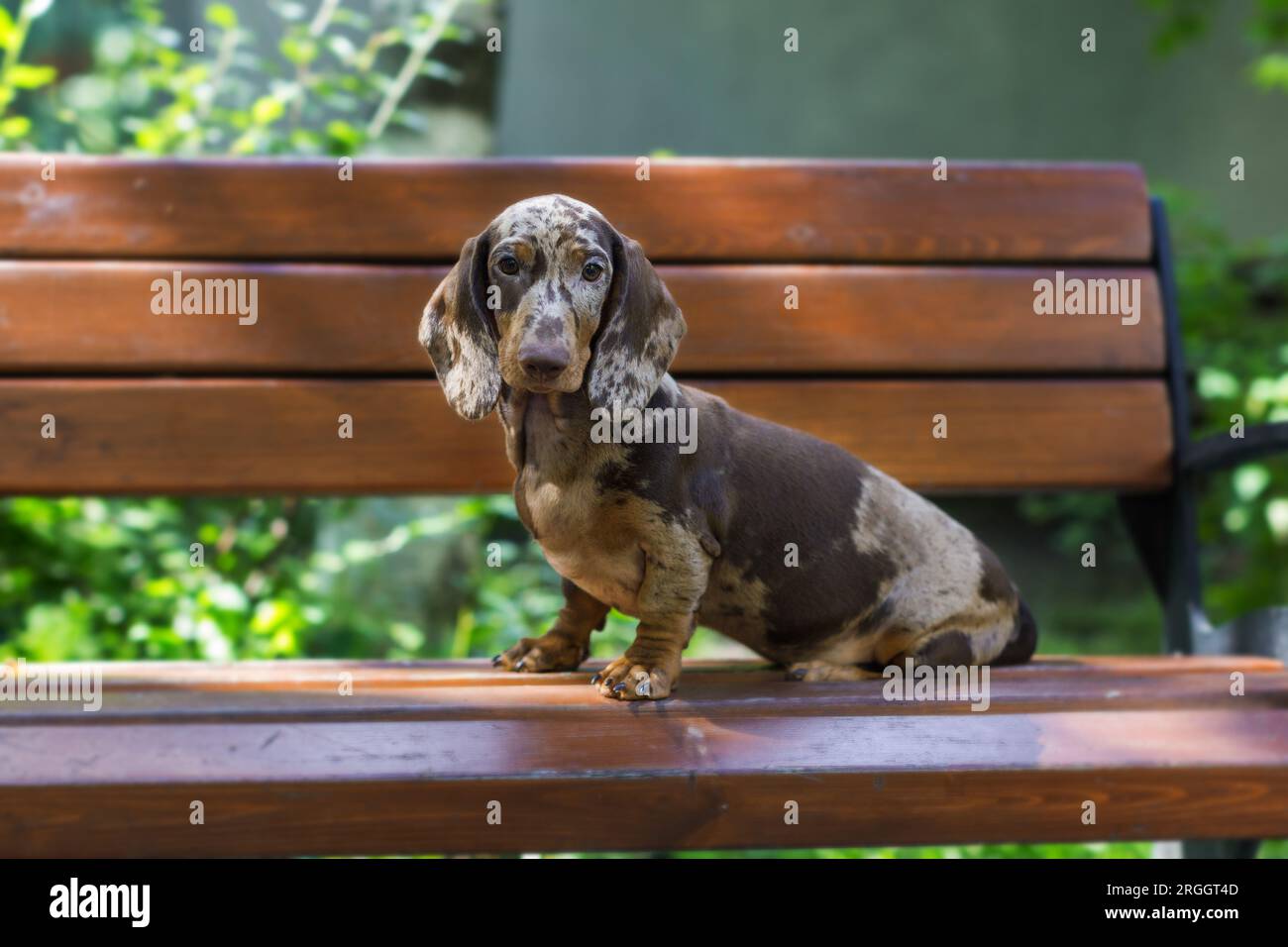 Marble dachshund puppy on a bench in the park in summer Stock Photo - Alamy
