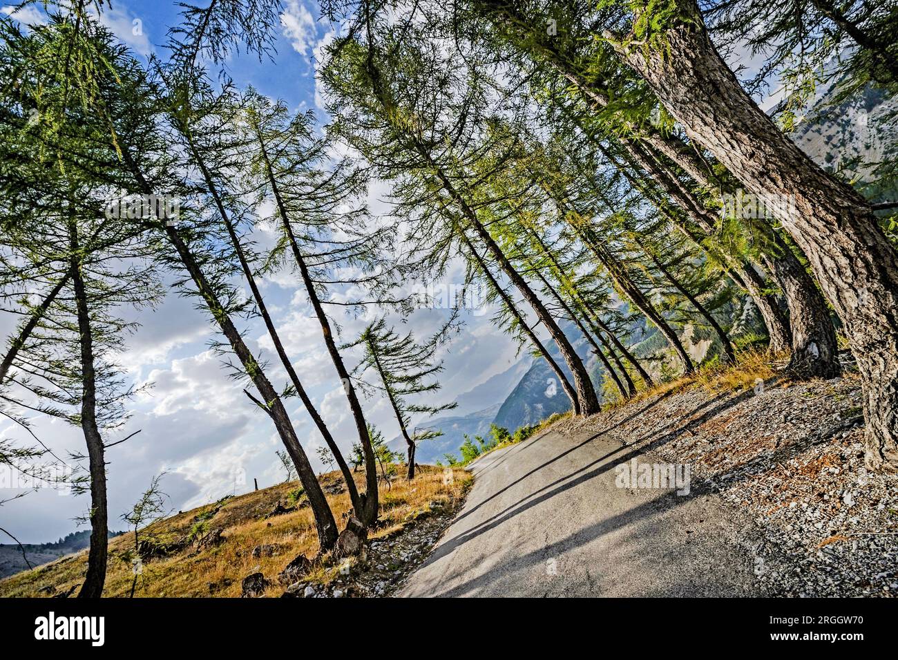 Trees beside road in Col des Champs at Alpes-Maritime, France Stock ...