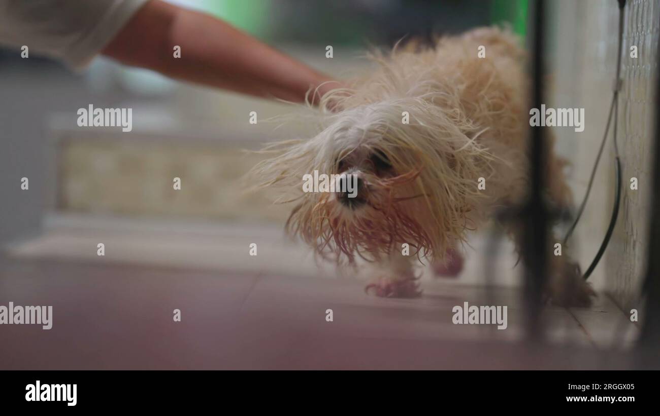 Cute Shih Tzu Dog shaking body after bath. Little Drenched Pet shakes ...