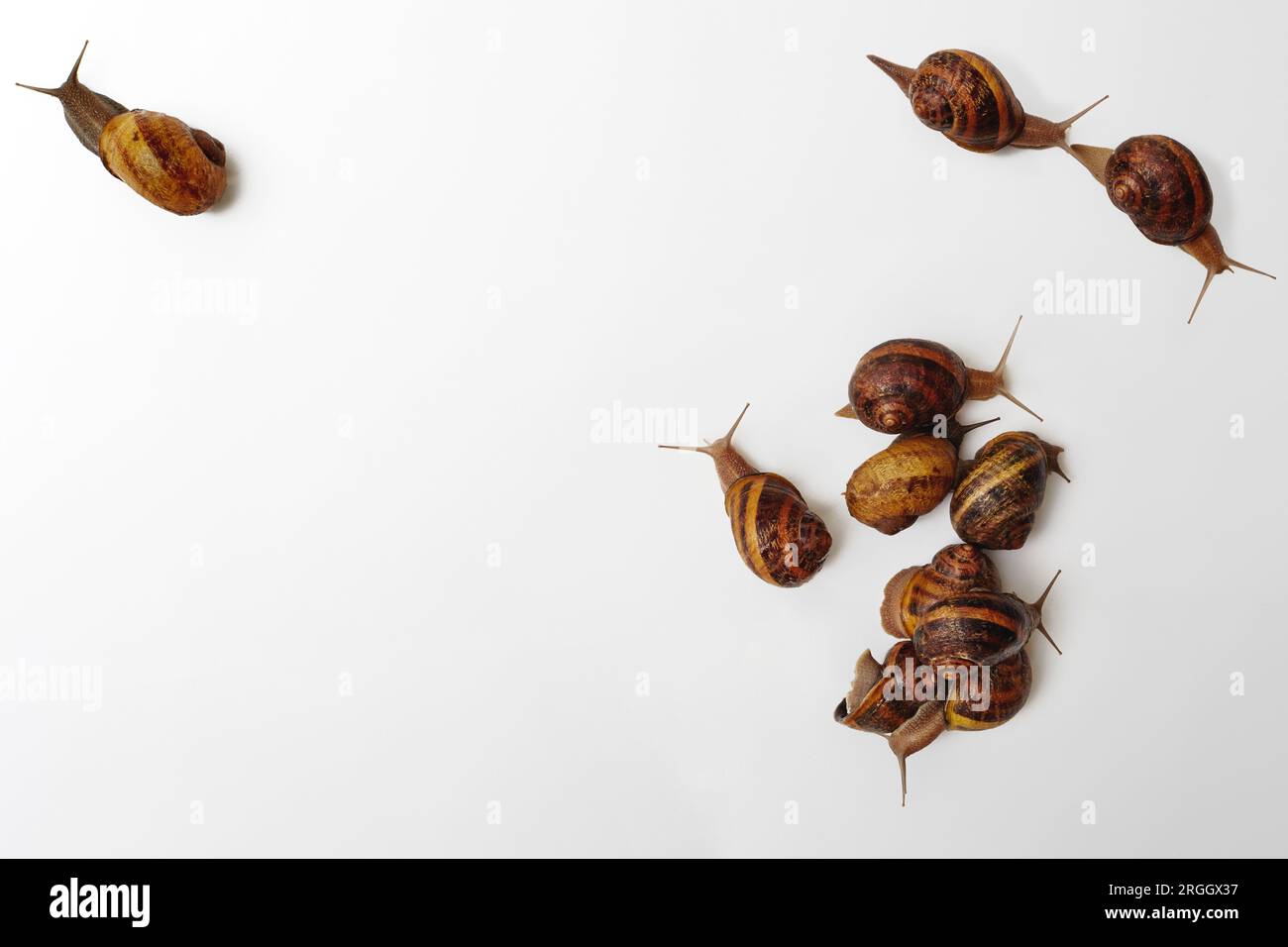 Snails on white hi-res stock photography and images - Alamy