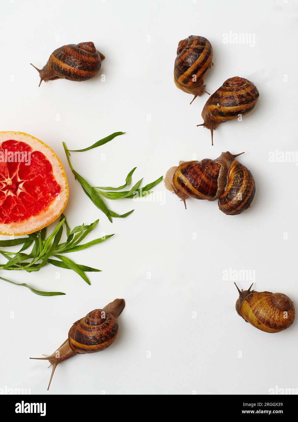 Snails and sliced blood orange on white background Stock Photo - Alamy