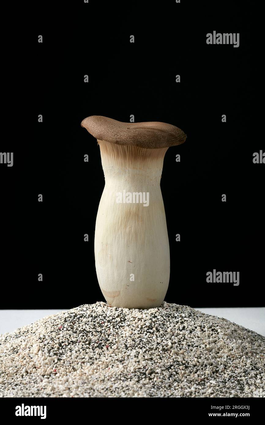 Sand mushroom hi-res stock photography and images - Alamy