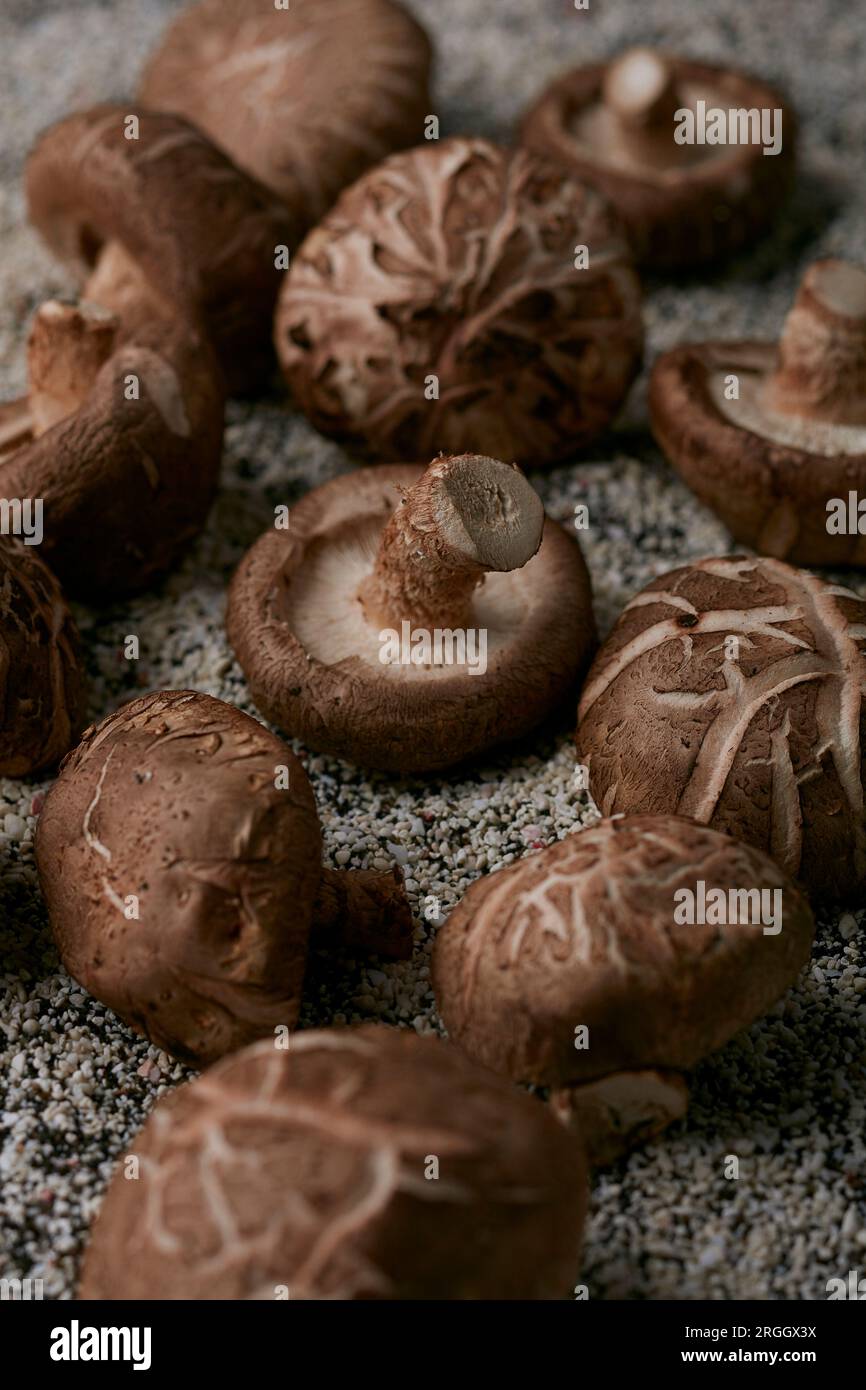Mushrooms in sand Stock Photo - Alamy