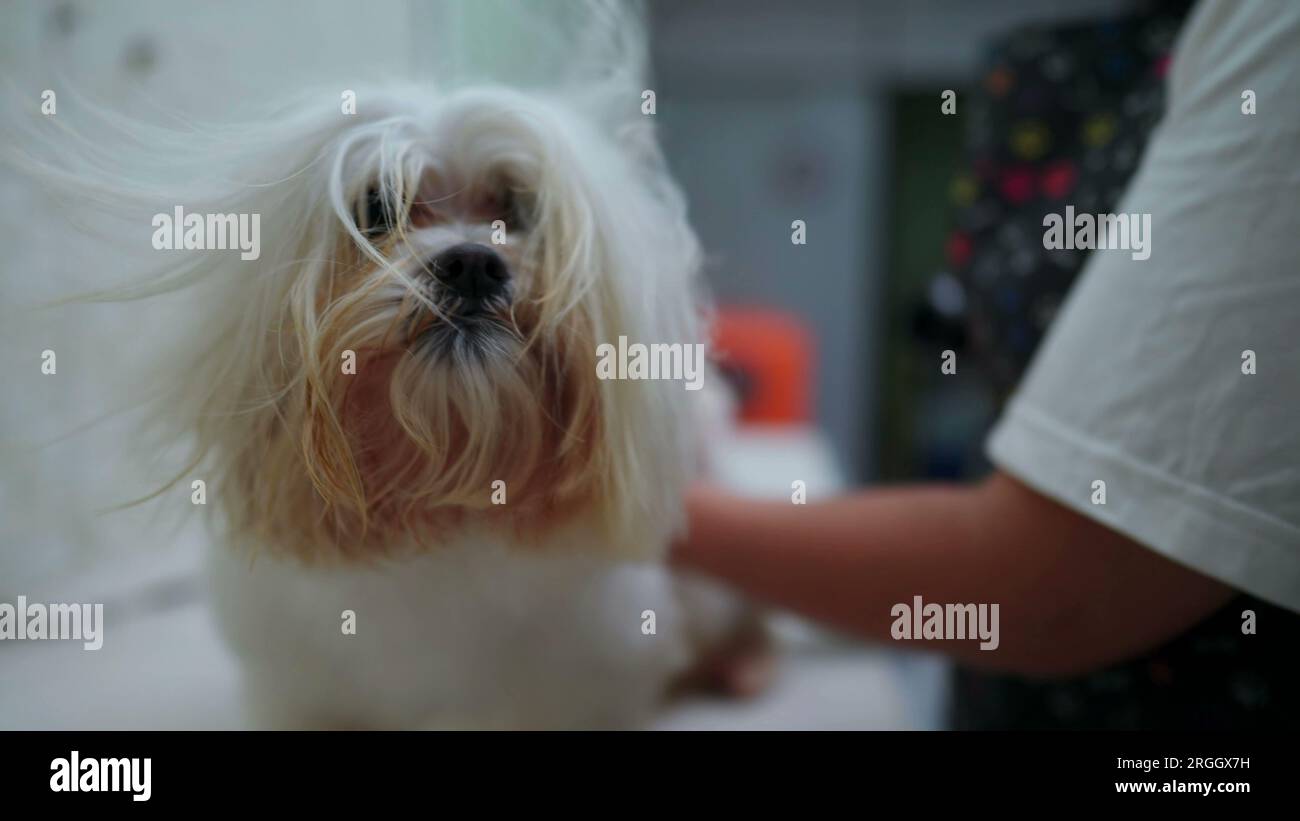 Drying Small Dog Fur at Pet Shop after Bath. Shih-Tzu Canine Companion ...