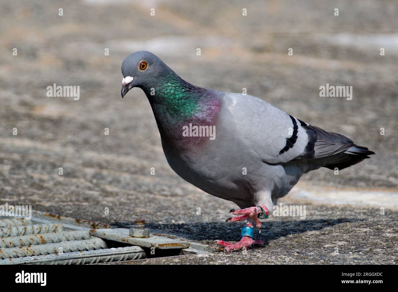 Lovely colorful curious Columba livia aka pigeon (rock or domestic) is ...