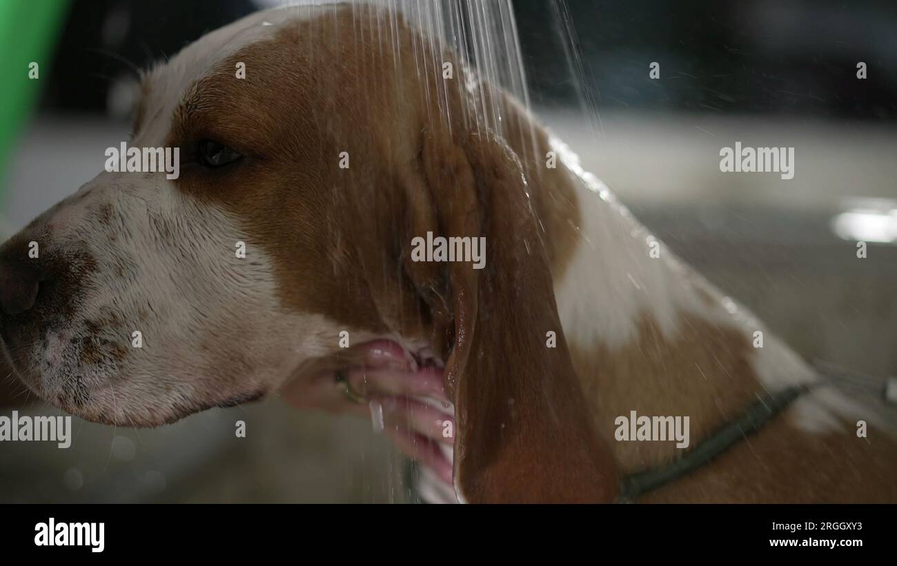 Close up dog beagle being hi-res stock photography and images - Alamy