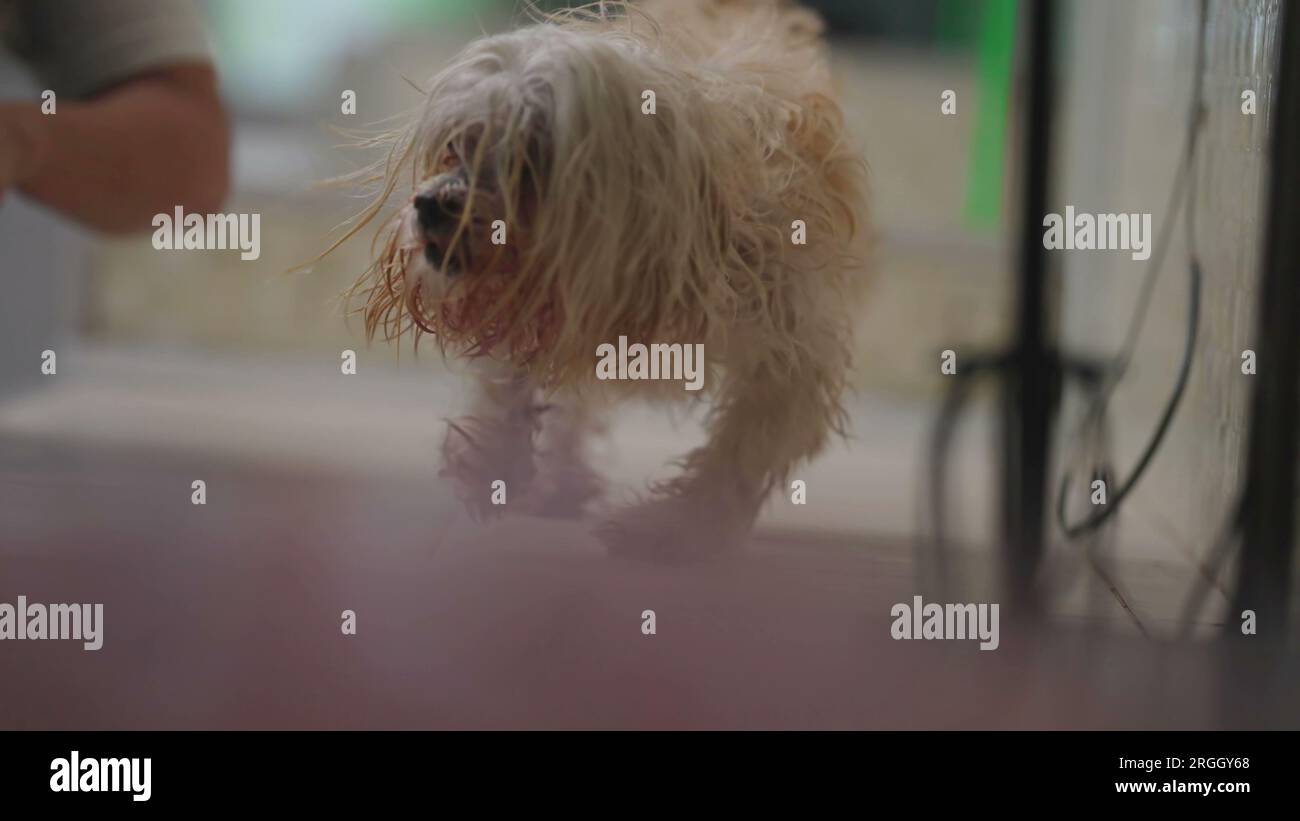 Cute Shih Tzu Dog shaking body after bath. Little Drenched Pet shakes ...