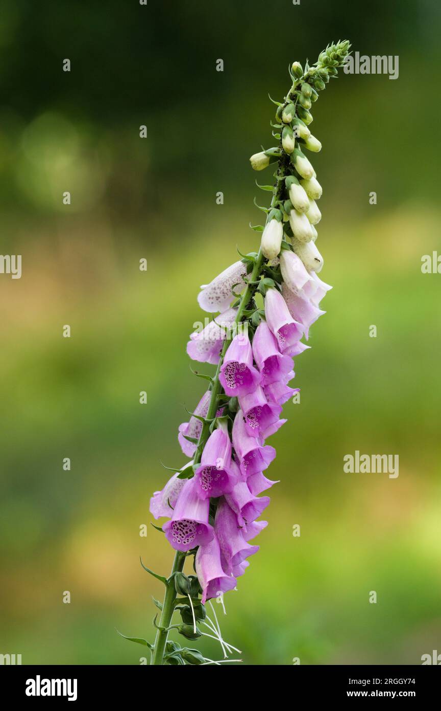 Digitalis purpurea aka candy mountain foxglove. Lovely pink, toxic ...